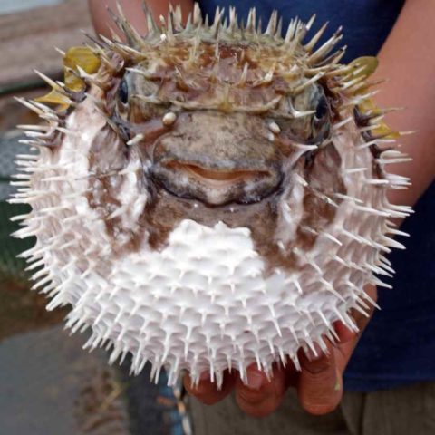 Japanese Poisonous Fugu Fish Recipe | Travel Food Atlas
