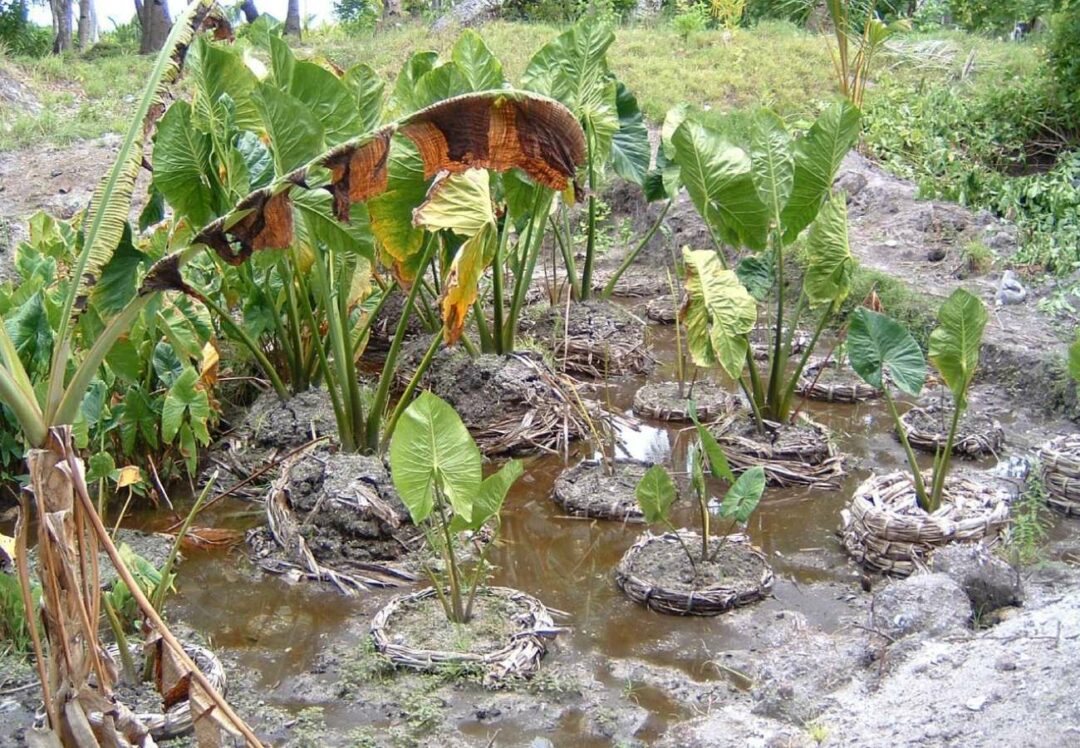 Tuvaluan Food: 11 Traditional Dishes of Tuvalu | Travel Food Atlas