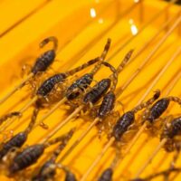 Chinese Deep-Fried Scorpion Recipe | Travel Food Atlas